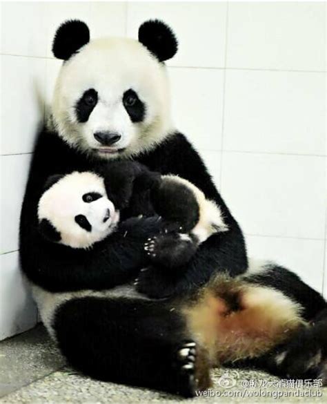 5050 Zookeeper Abuses Poor Panda In Chinese Zoo Nsfw Cute Mother