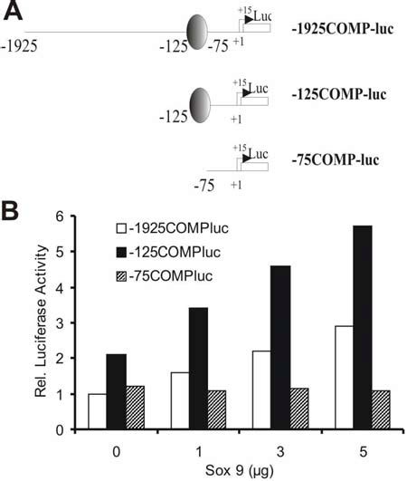 Activation By Sox9 Of Comp Specific Reporter Constructs Is