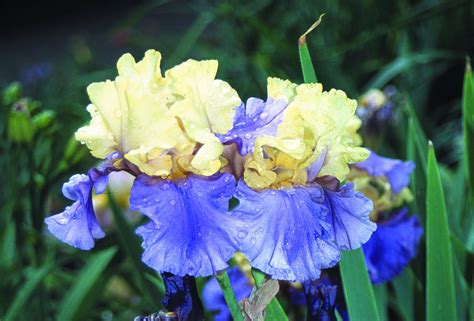 Trädgårdsiris Iris germanica ‘Edit Wolford’ | Sveriges Trädgårdsmästare