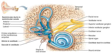 Anatomy And Physiology Of Human Ear TheMAKid