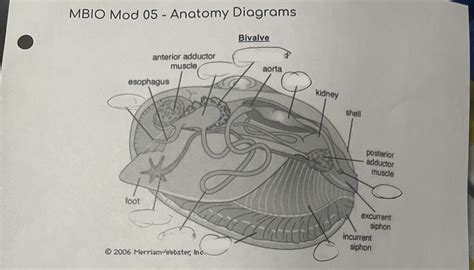 Bivalve Diagram Diagram Quizlet