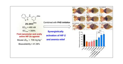 Discovery Of A Potent And Orally Bioavailable Hypoxia Inducible Factor