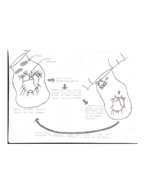 Life Cycle Of Scabies Pdf