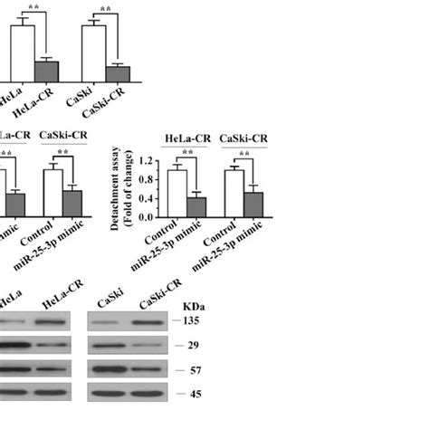 MiR 25 3p Mimic Reverses Epithelialmesenchymal Transition EMT In