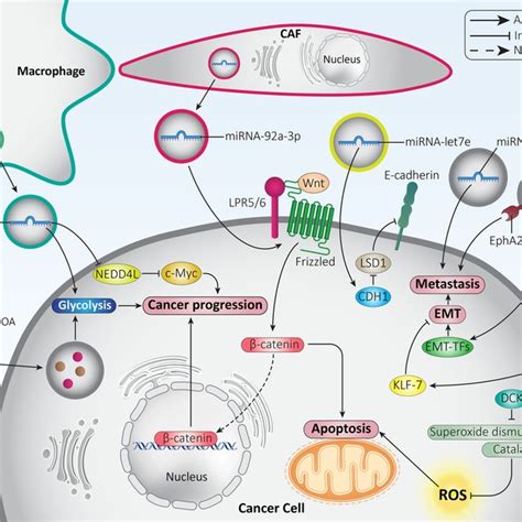 Exosomes In The Regulation Of Cancer Cell Growth And Invasion