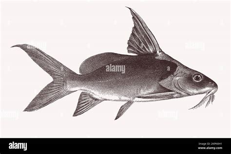 Red Tailed Synodontis Synodontis Clarias Tropical Freshwater Fish In