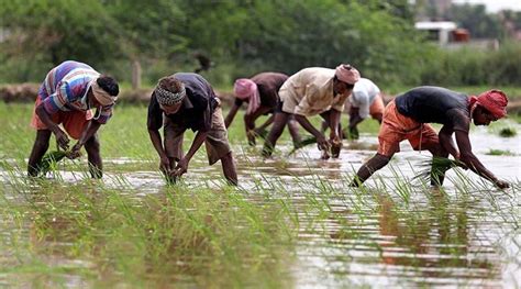 Uneven Monsoon Hits Kharif Sowing Paddy Down 17 Arhar 18 India