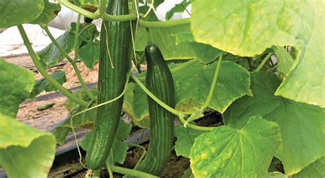 cucumber sorting tool farmer s weekly