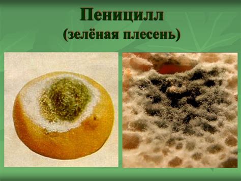Плесневые грибы и дрожжи презентация онлайн