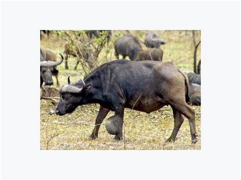 Diseases Of Cattle Brucellosis