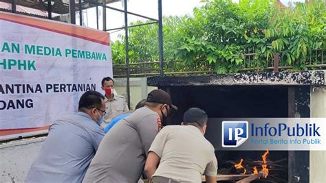 InfoPublik Karantina Pertanian Padang Musnahkan Media Pembawa OPTK