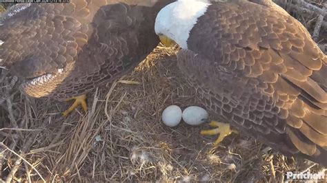 Swfl Eagles M15 Takes Over Incubation Close Up Of Eggs ️🐣🐣 1633