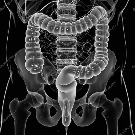 Anatomía del sistema digestivo humano de la ilustración 3D del