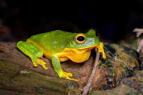 Litoria Xanthomera Medianauka Pl