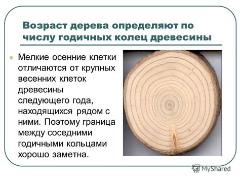 Презентация на тему Изменение растений в течение жизни Как долго