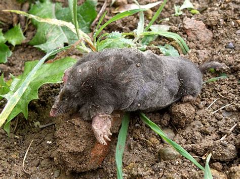 Taupe européenne talpa europaea