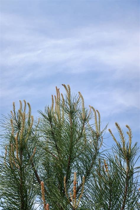 Maritime Pine Tree Needles Detail Stock Image Image Of Leaf