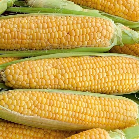 Кукуруза Андриа F1 - Moravo Seed купить с доставкой по почте