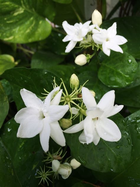 Jasmine