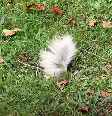 Daughter Sees Skunk Plummet Into Subterranean Pipe And Gets Dad To Help