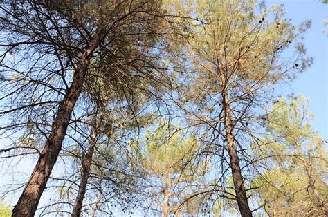 Trees Pine Forest Free Photo On Pixabay