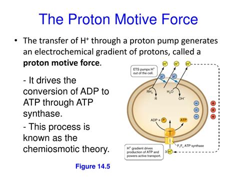 Ppt The Proton Motive Force Powerpoint Presentation Free Download