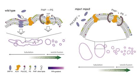 肖军研究组揭示温度决定植物细胞发育命运的表观调控新机制中国科学院遗传与发育生物学研究所