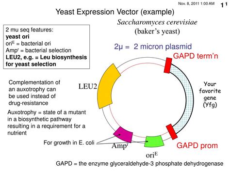 Ppt Yeast Expression Vector Example Powerpoint Presentation Free Download Id 4525833