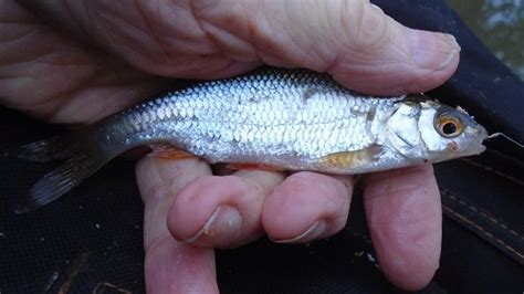 Roach Feed On The Bread Punch Despite The Floods