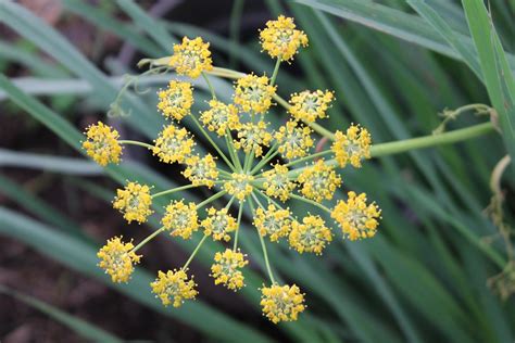 Fennel Seedlings