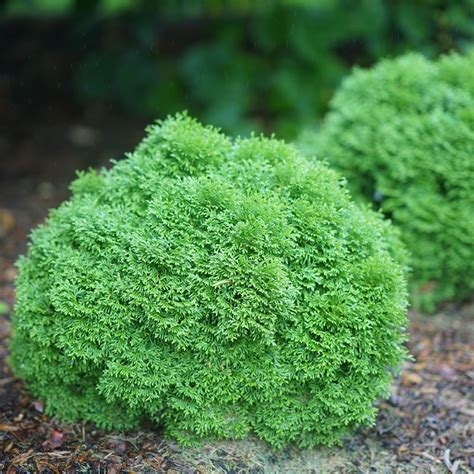Tater Tot® Arborvitae Proven Winners Small Evergreen Shrubs Globe