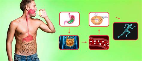 Sugar Digestion Process How Is Sugar Digested In The Bodyn Lets