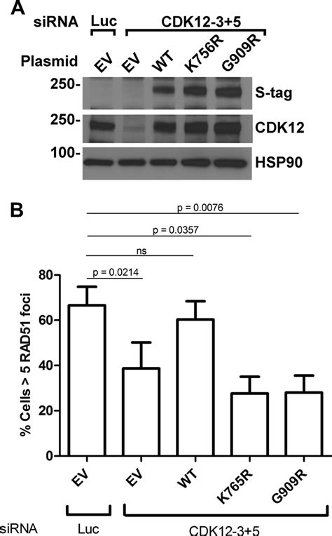 Kinase Dead And Tumor Associated Cdk12 Mutations Cause Hr Defects In Download Scientific