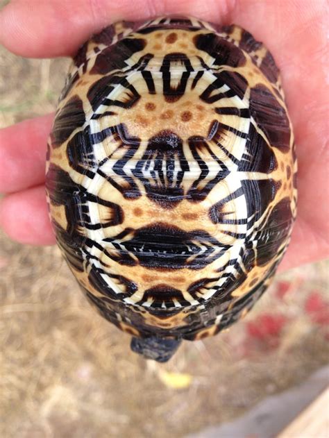 Radiated Tortoise Shell Pattern Close Up