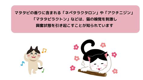 猫はなぜマタタビが好き？マタタビにはどんな効果があるの？ ねこ猫ランド