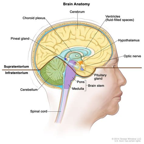 Brain Stem Cross Sections Labeled
