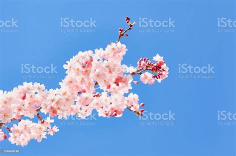 분홍색 피는 사쿠라 푸른 하늘을 배경으로 벚꽃 나뭇가지 봄 배경입니다 복사 공간 선택적 초점 0명에 대한 스톡 사진 및 기타