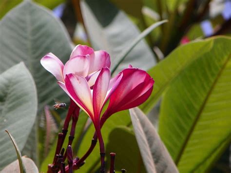 蜂、 クローズアップ、 花、 飛行、 緑、 昆虫、 葉、 自然、 オープン、 ピンク、 植物、 Hdデスクトップの壁紙