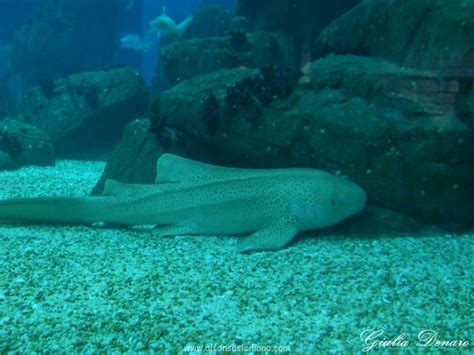 Superclass Pisces Class Elasmobranchii Alfonso Siciliano Phd