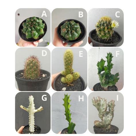 Jual Kaktussekulenskulen Cantik Bebas Pilih Medium Hanya Tanaman