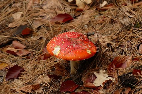 蘑菇 毒菌 飞木耳 Pixabay上的免费照片 Pixabay