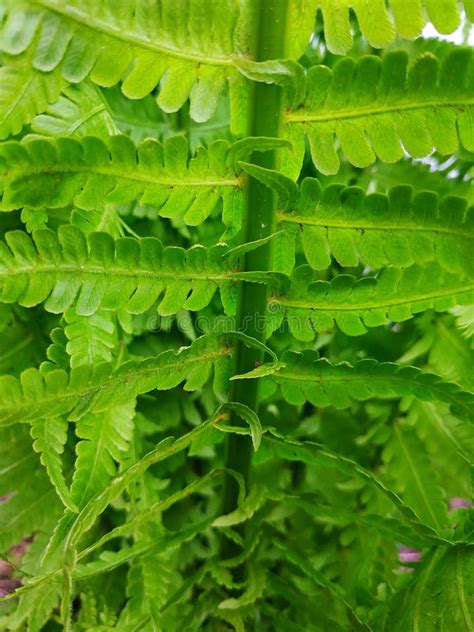 Fern Stem Under The Microscope And In Polarized Light Stock Image