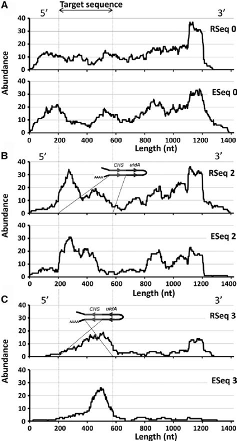 Alignment Of Reads From Rseq And Eseq Libraries To The Sequence Of At Download Scientific