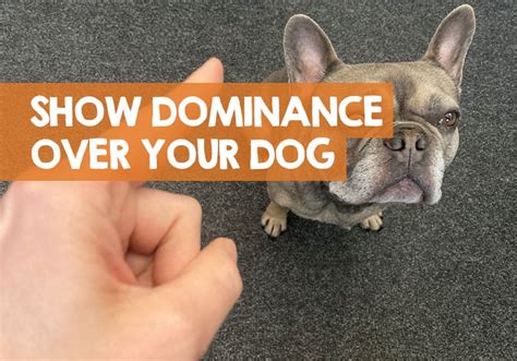 How To Assert And Show Dominance Over A Dog As A Pack Leader