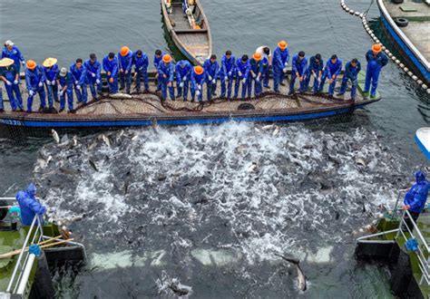 千岛湖巨网捕鱼 中国网 浙江淳安