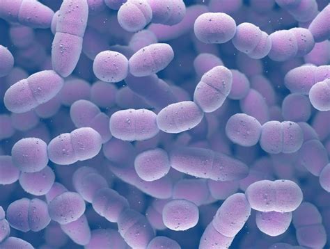 肺炎链球菌感染能引发哪些疾病？常见用药有什么？ 知乎