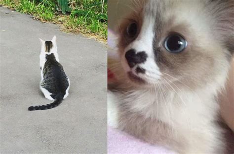 よく見るとすごいとてもユニークな毛並みをした猫たちの画像11枚 Petfun 動物やペットに関する情報サイト