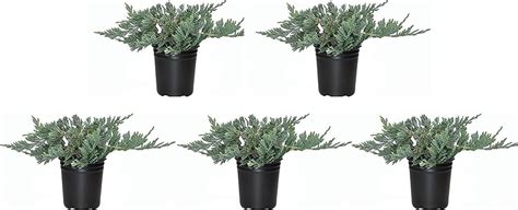 Blue Rug Juniper 5 Live 4 Inch Plants Juniperus Horizontalis