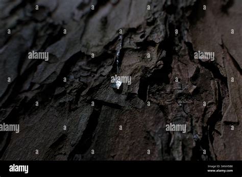 Drop Of Resin On The Bark Of An Old Tree In The Forest Macro Photo Of Tree Bark With Resin On