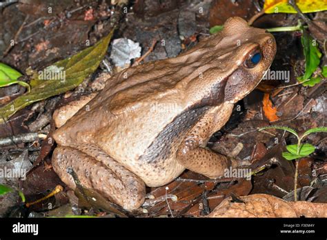 Ecuadorian Toad Rhaebo Ecuadorensis On The Rainforest Floor Stock